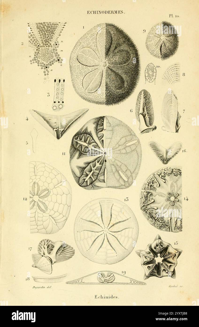 Biological diversity within echinoderms hi-res stock photography and ...