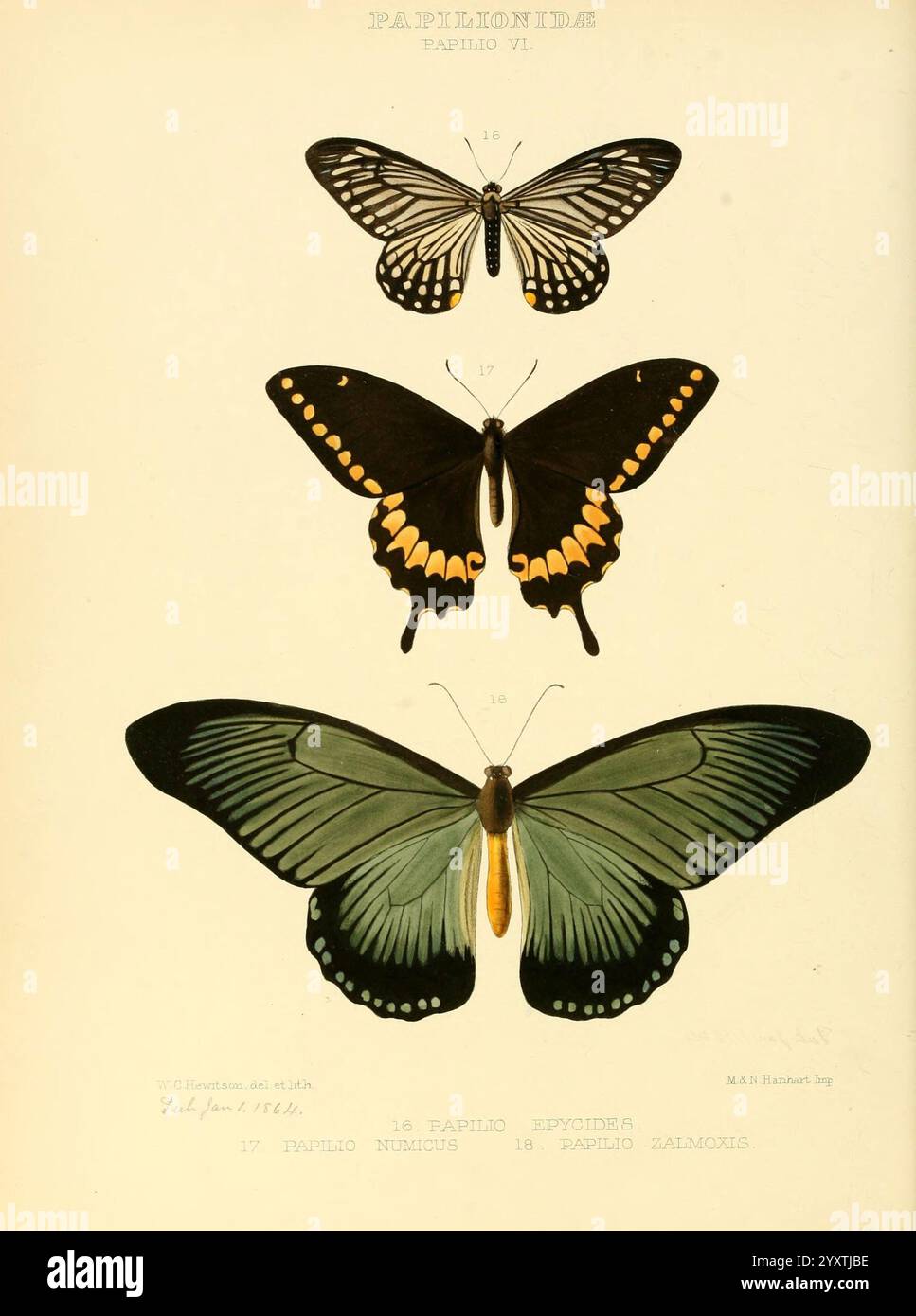 Middle butterfly features hi-res stock photography and images - Alamy