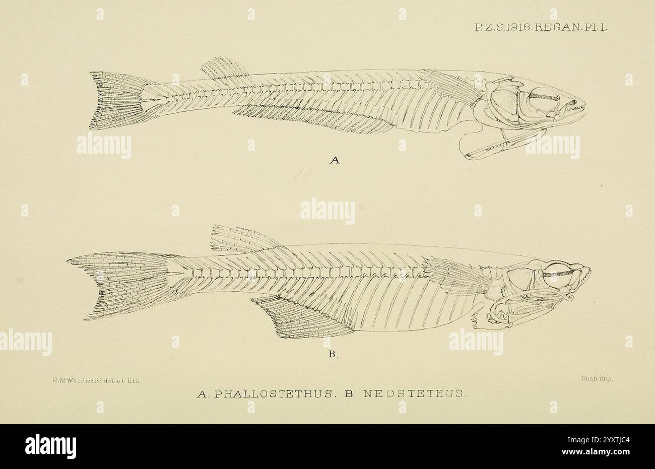 Showcases internal anatomical structures hi-res stock photography and ...
