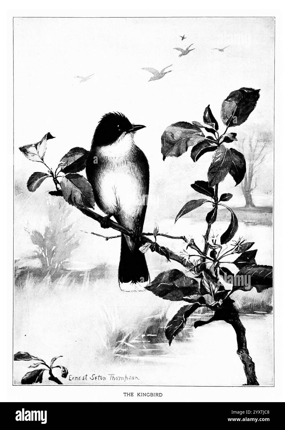 Leaves in deep shades Cut Out Stock Images & Pictures - Alamy