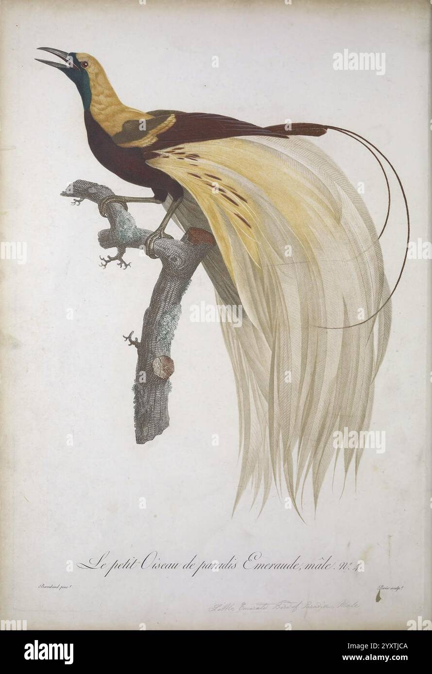 Histoire naturelle des oiseaux de paradis et des rolliers, Paris, Chez ...