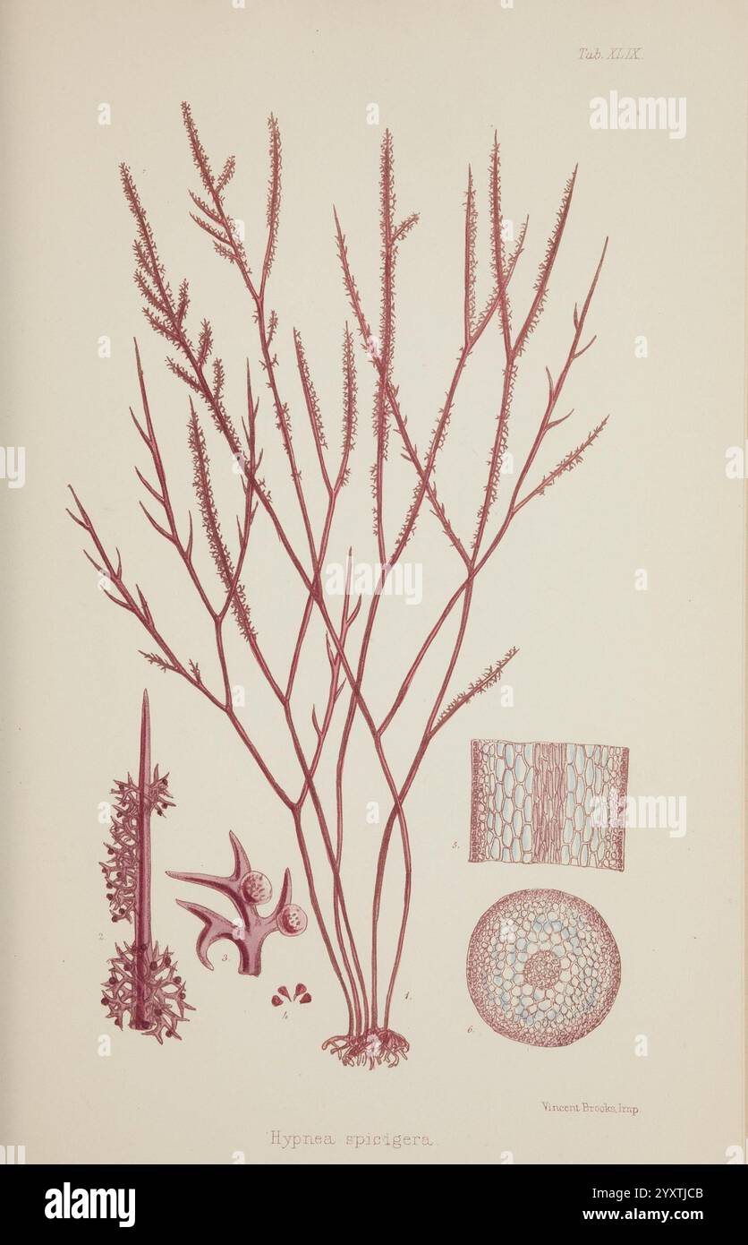 Nereis australis, or Algae of the southern ocean, London, Reeve ...
