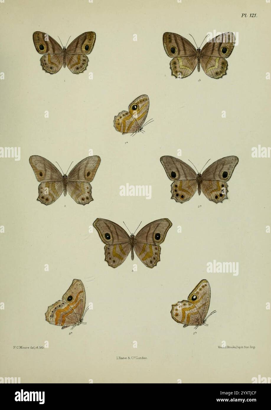 Nine distinct butterfly specimens hi-res stock photography and images ...
