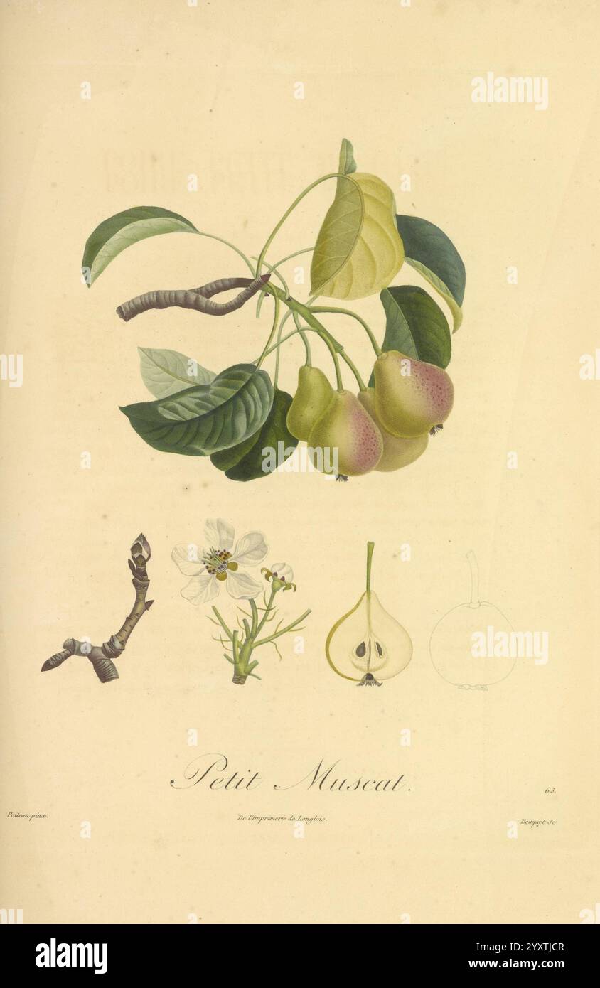 Labeling guides hi-res stock photography and images - Alamy