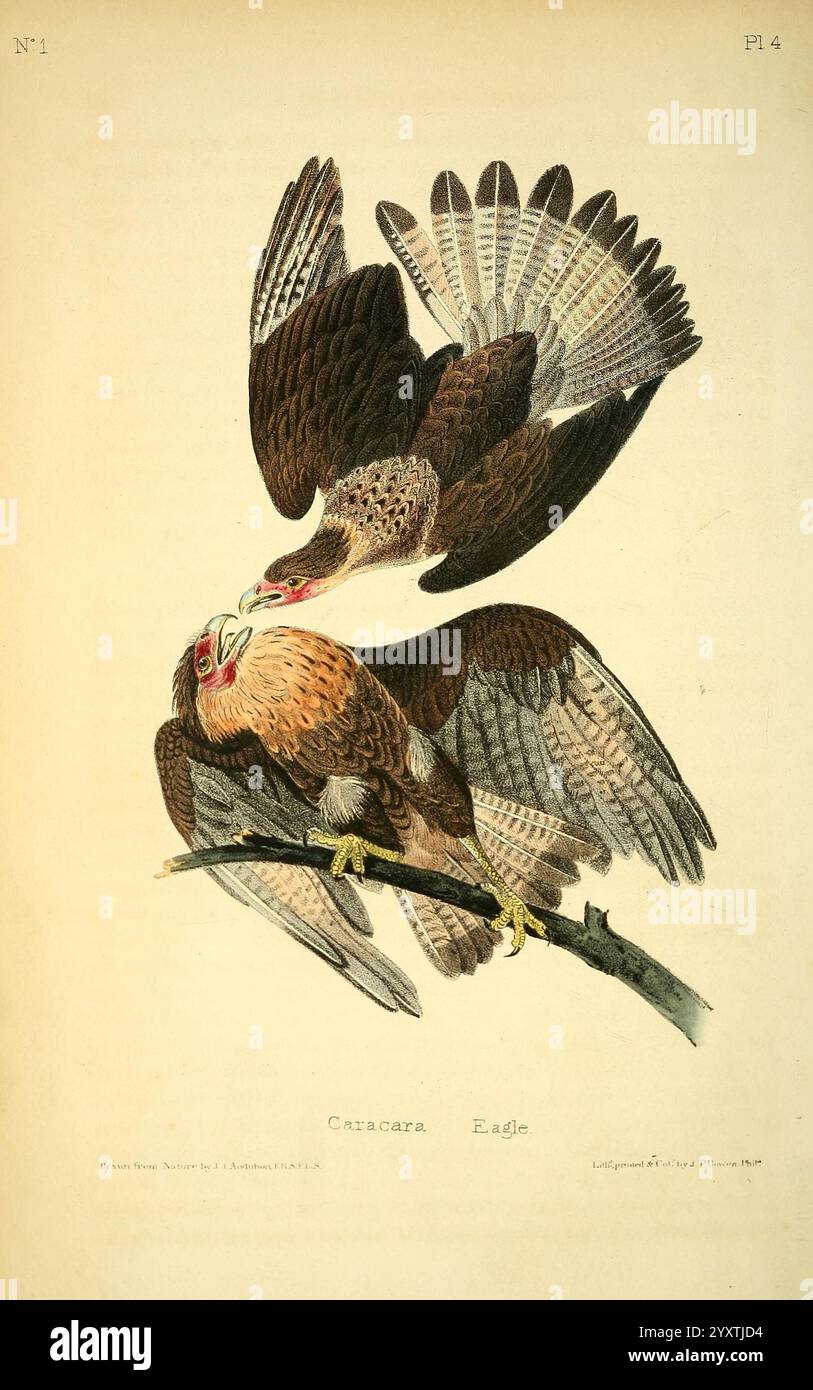 Two cascara eagles hi-res stock photography and images - Alamy