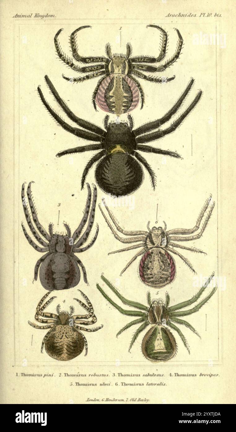 Exhibiting distinct body shapes hi-res stock photography and images - Alamy