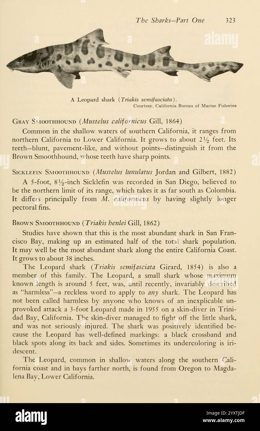 Understanding different shark species hi-res stock photography and ...