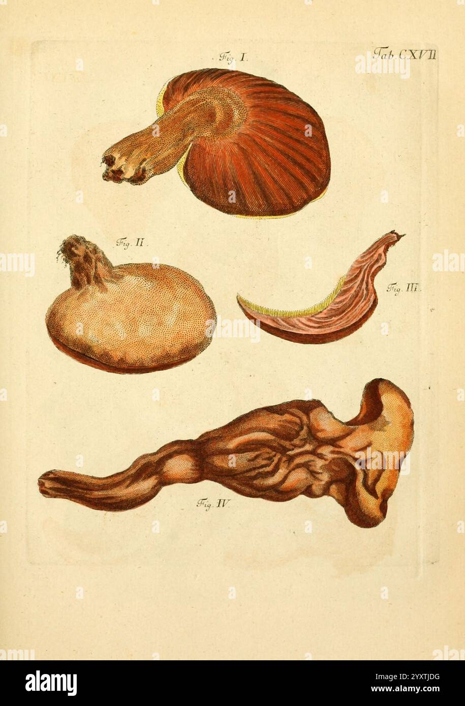 Somewhat bulbous form hi-res stock photography and images - Alamy