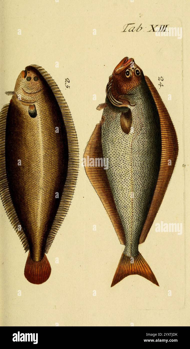 Abbildung und Beschreibung der Fische, Nürnberg, Samuel Winterschmidt ...