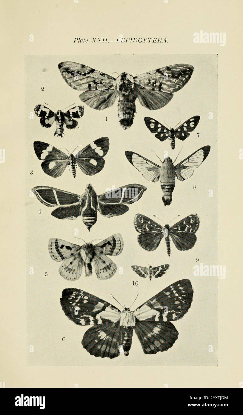 Australian insects Sydney W. Brooks 1907 Australia Insects Lepidoptera ...