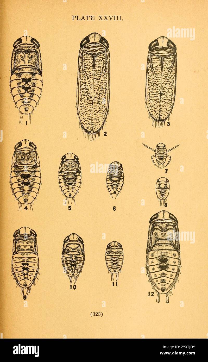The biology and ecology of aquatic and semi-aquatic Hemiptera, Lawrence ...