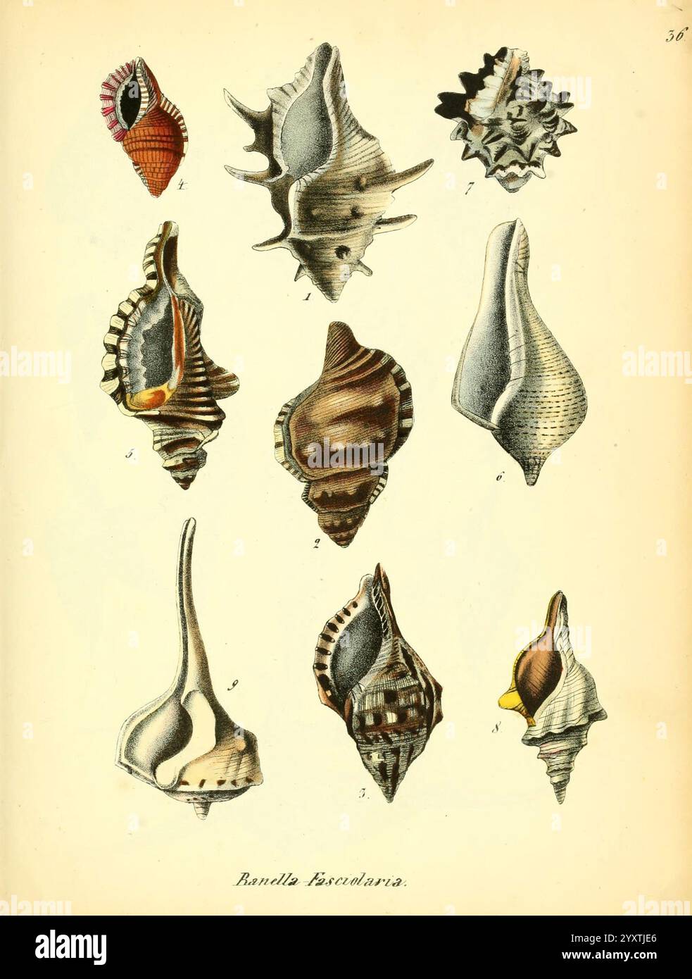 Sea shells showcases hi-res stock photography and images - Alamy