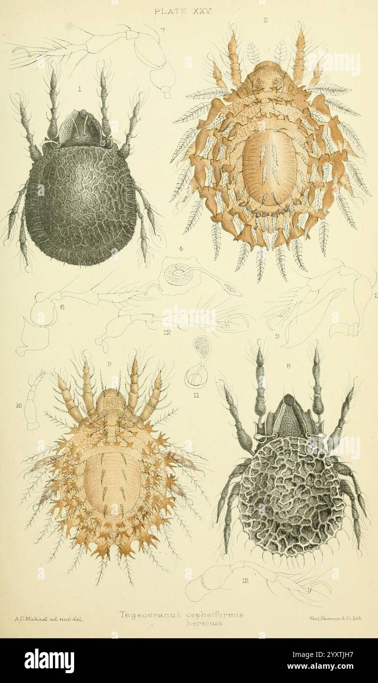 British, Oribatidae, London, The Ray Society, 1884-1888, Great Britain ...