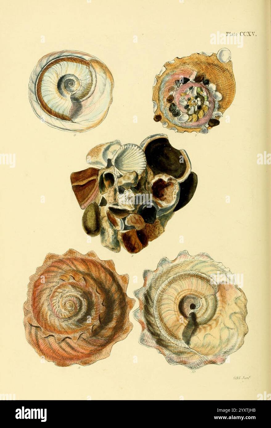 Coiling shell captures attention hi-res stock photography and images ...