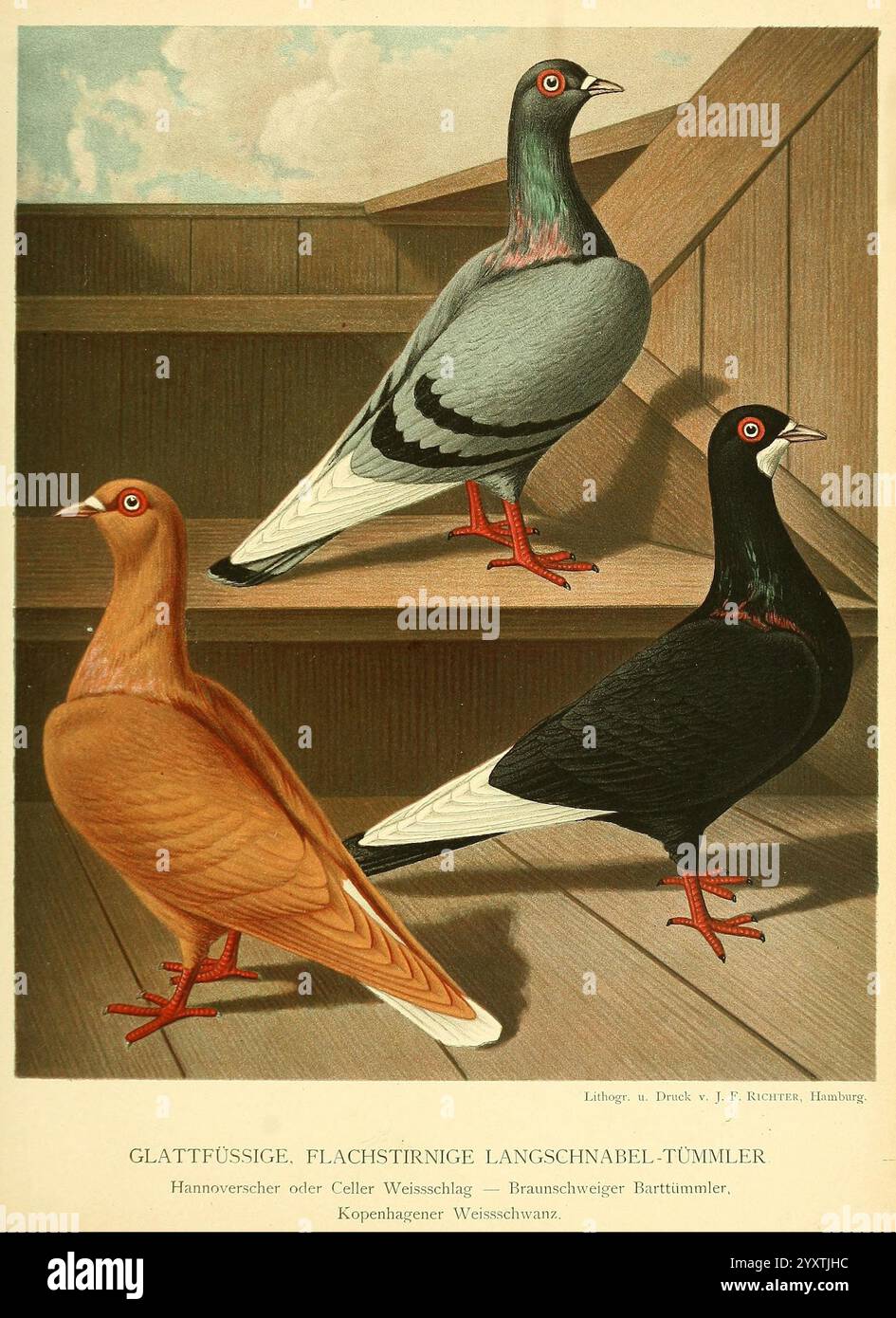 Third pigeon displays hi-res stock photography and images - Alamy