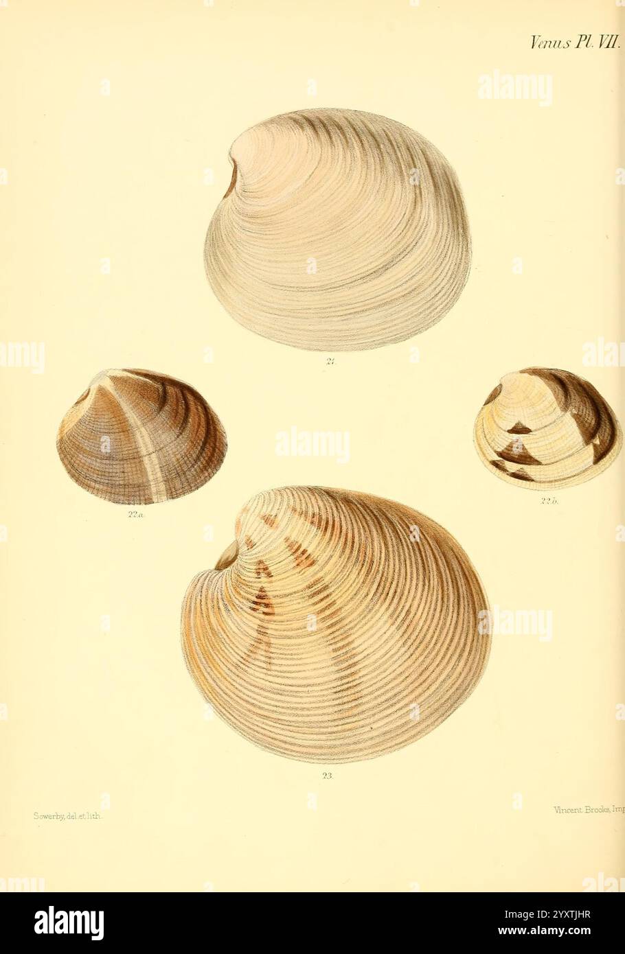 Exhibiting distinctive shapes hi-res stock photography and images - Alamy