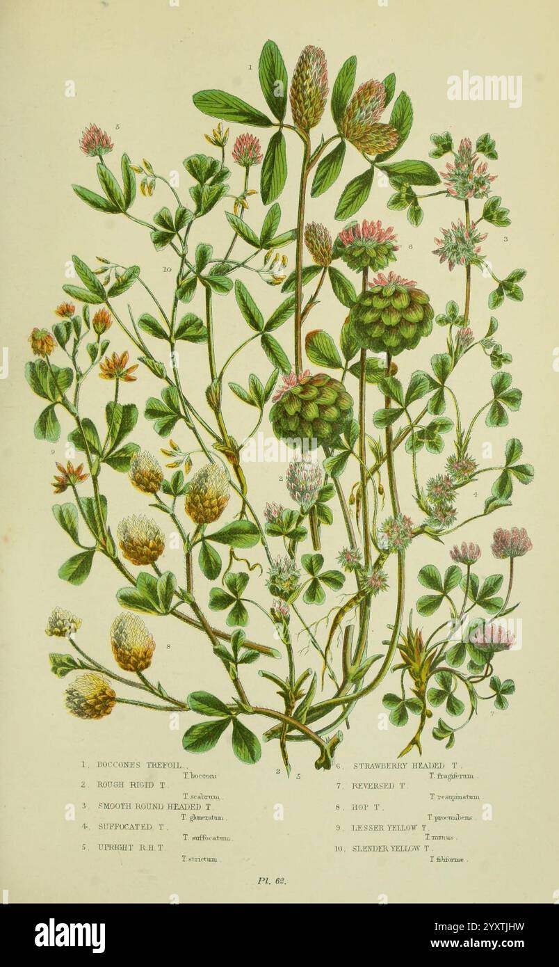 Featuring common names alongside hi-res stock photography and images ...