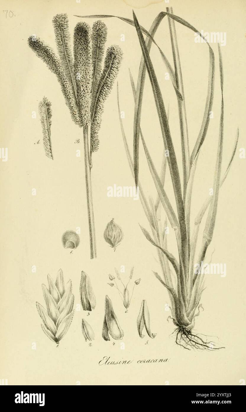 Species Graminum, Petropoli, Impensis Academiae Imperialis Scientiarum ...