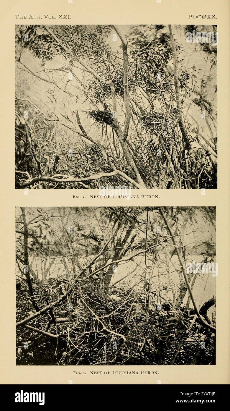 The Auk, Washington, D.C, American Ornithologists' Union, 1884, birds ...