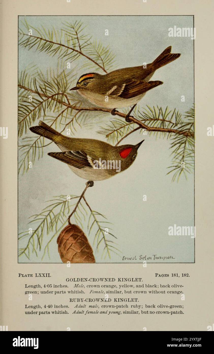 Bird-life, a guide to the study of our common birds, New York, Appleton ...