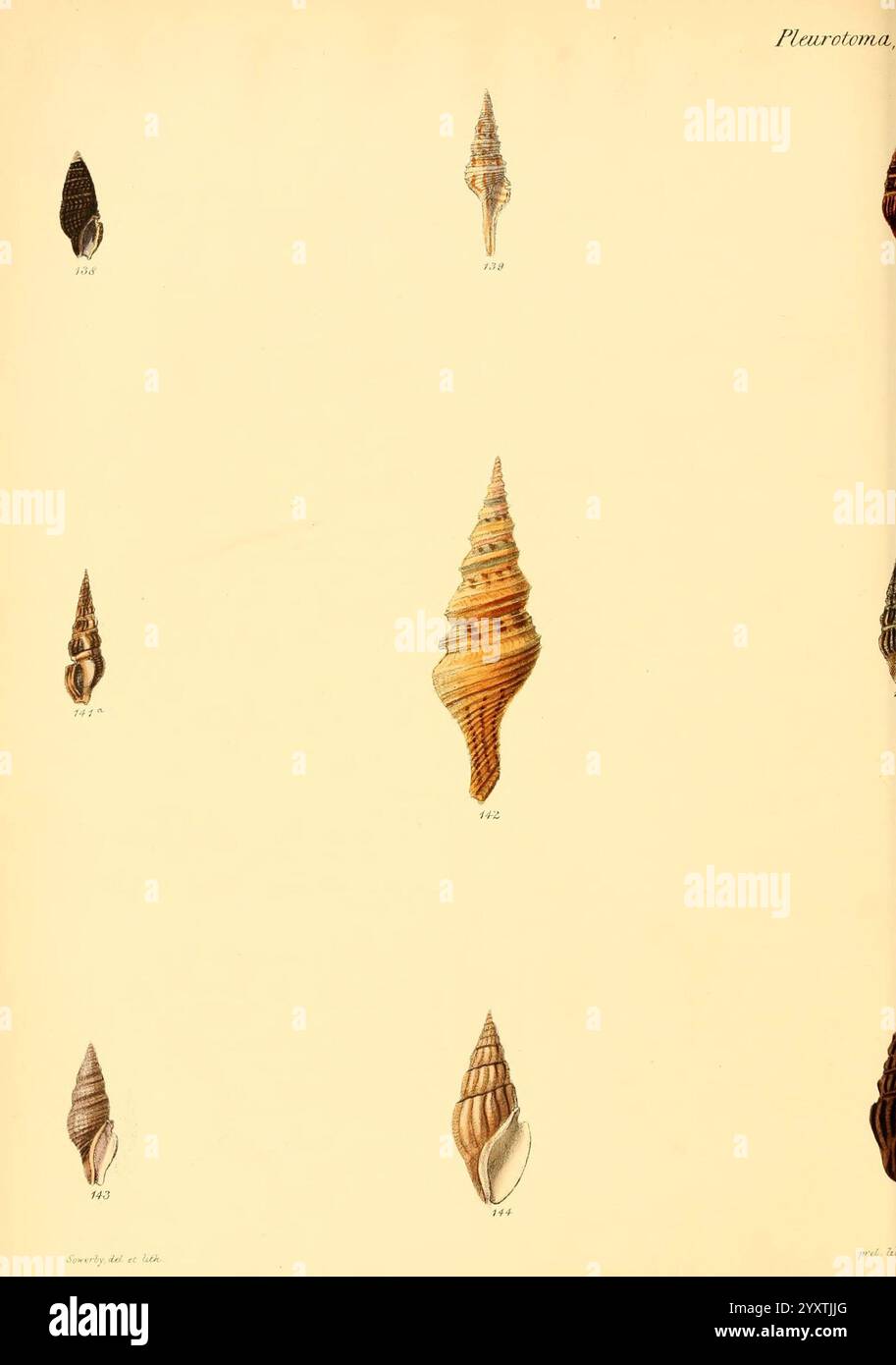 Conchologia iconica, or Illustrations of the shells of molluscous ...