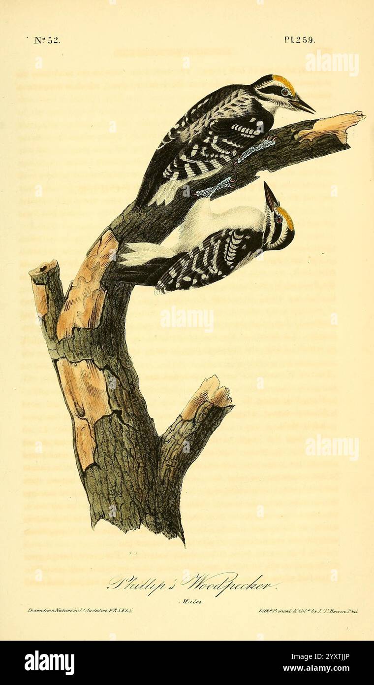 Lower woodpecker displays hi-res stock photography and images - Alamy