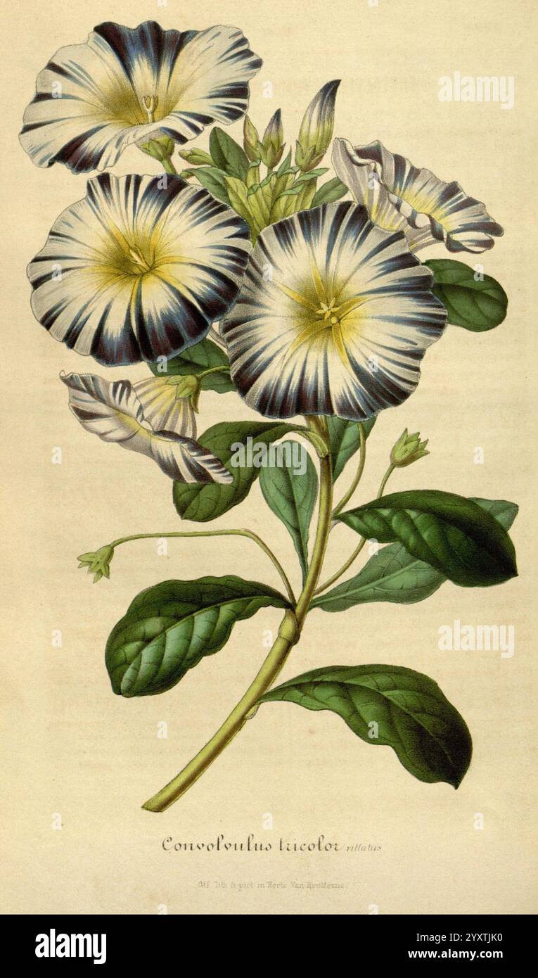 Convolvulus blue flowers convolvulus hi-res stock photography and ...