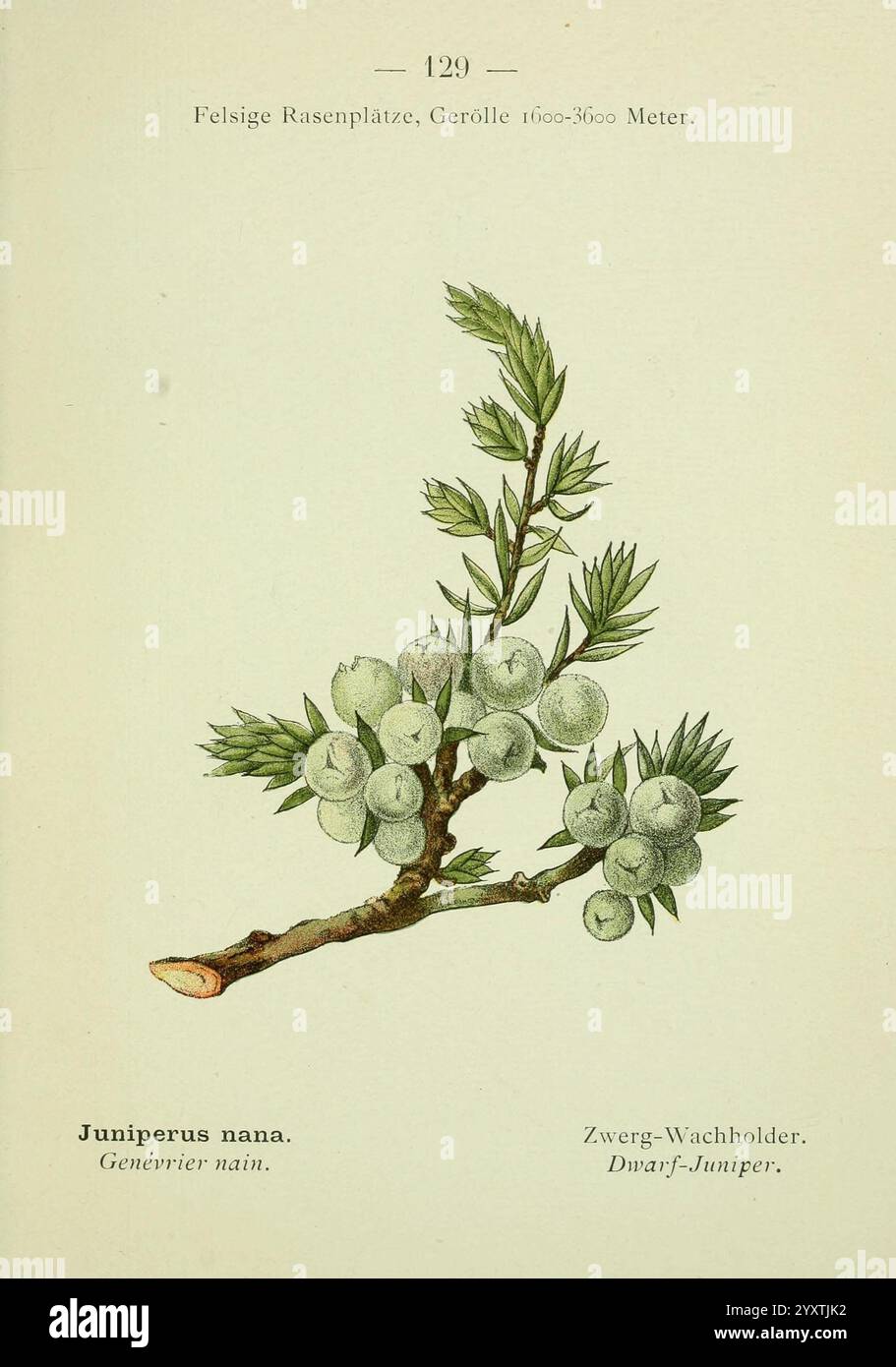 Botanical illustration juniper hi-res stock photography and images - Alamy
