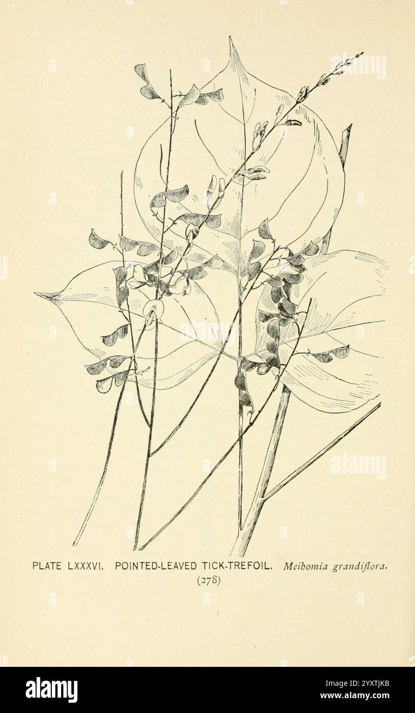 Meibomia grandiflora hi-res stock photography and images - Alamy