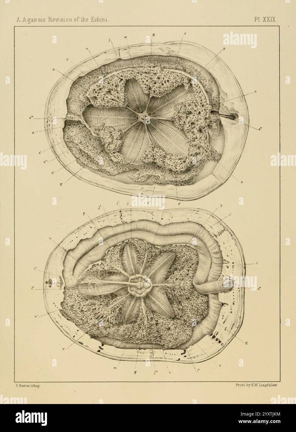 Revision of the Echini Cambridge, Mass, University Press, 1872-1874 ...