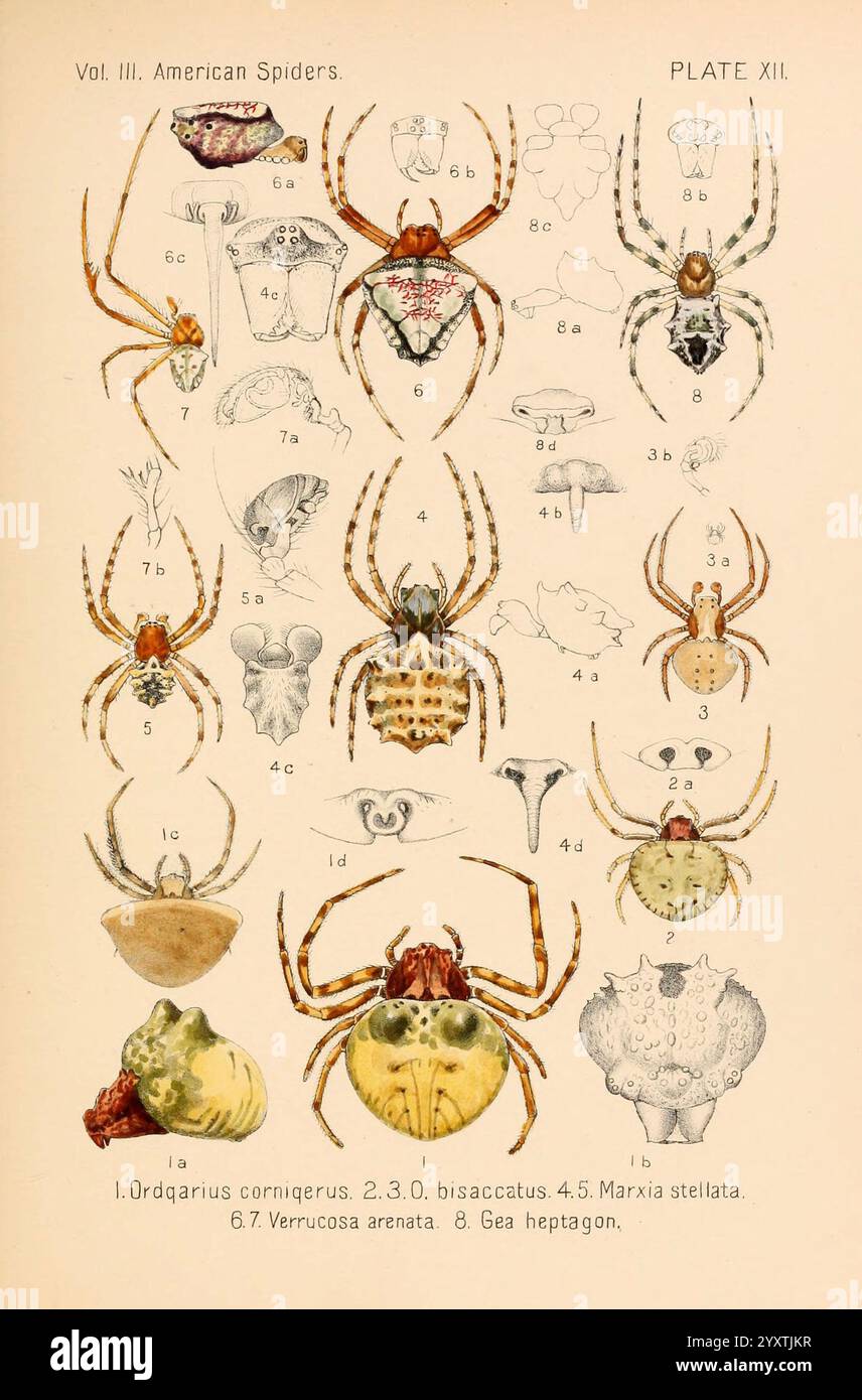 American, spiders, and, their, spinning, work, V.3, Academy, of ...