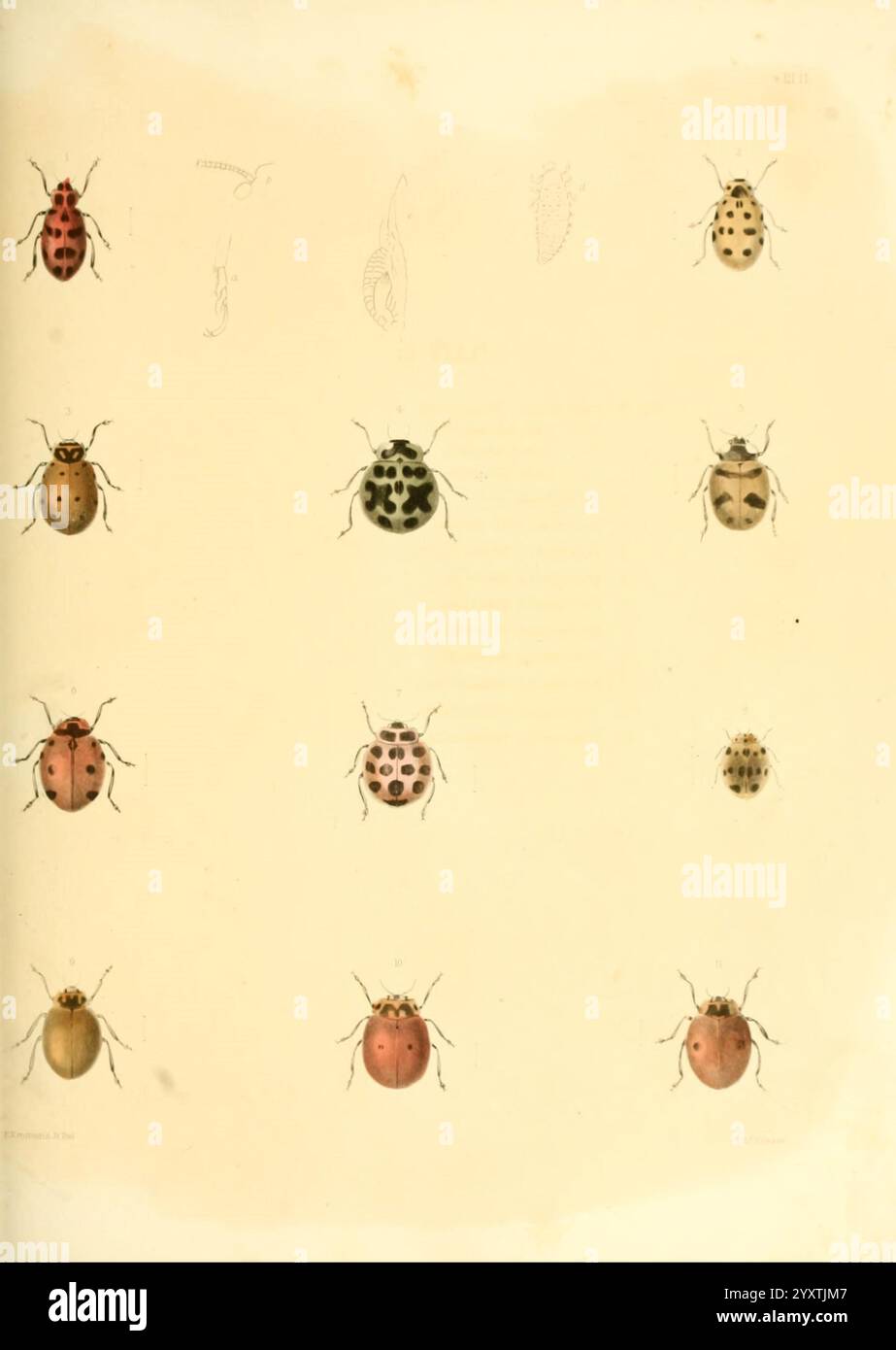 Scientific sketches depict hi-res stock photography and images - Alamy