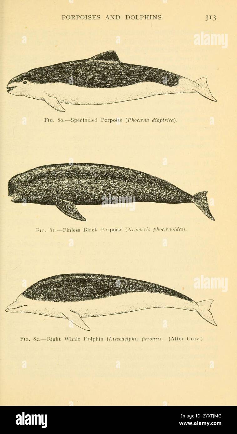 Field, book, of, giant, fishes, New York, G. P. [1949], whales ...