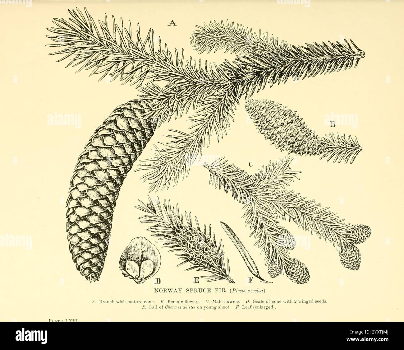 Trees and shrubs of the British Isles, London, Dent, 1909, botany ...