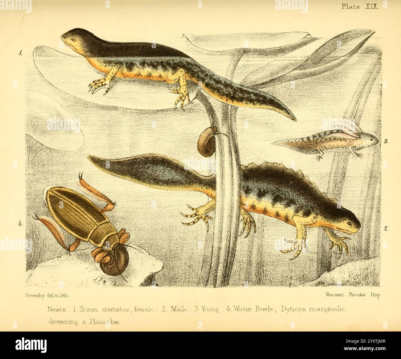 Popular, history, of, the, aquarium, of, marine, and, fresh-water ...