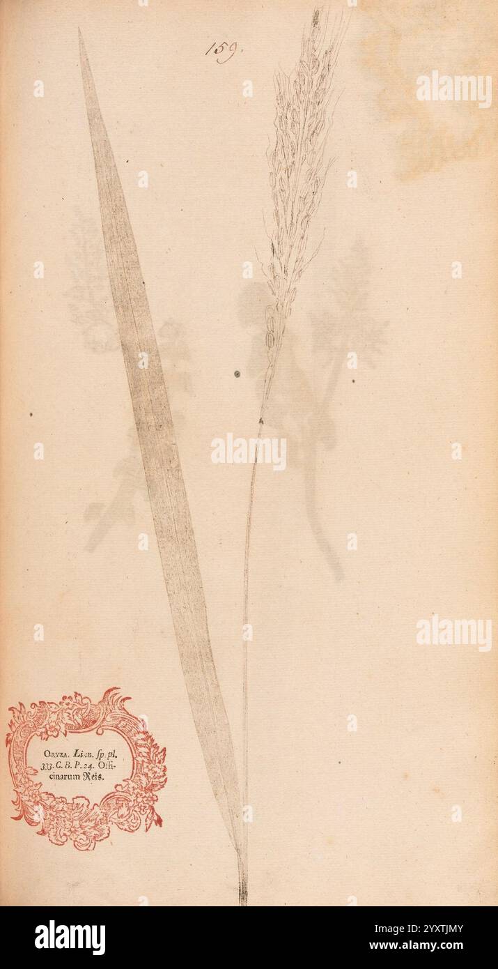 Flora Berolinensis, Berlin, Die Schule, 1757-1758, Oryza sativa, berlin ...