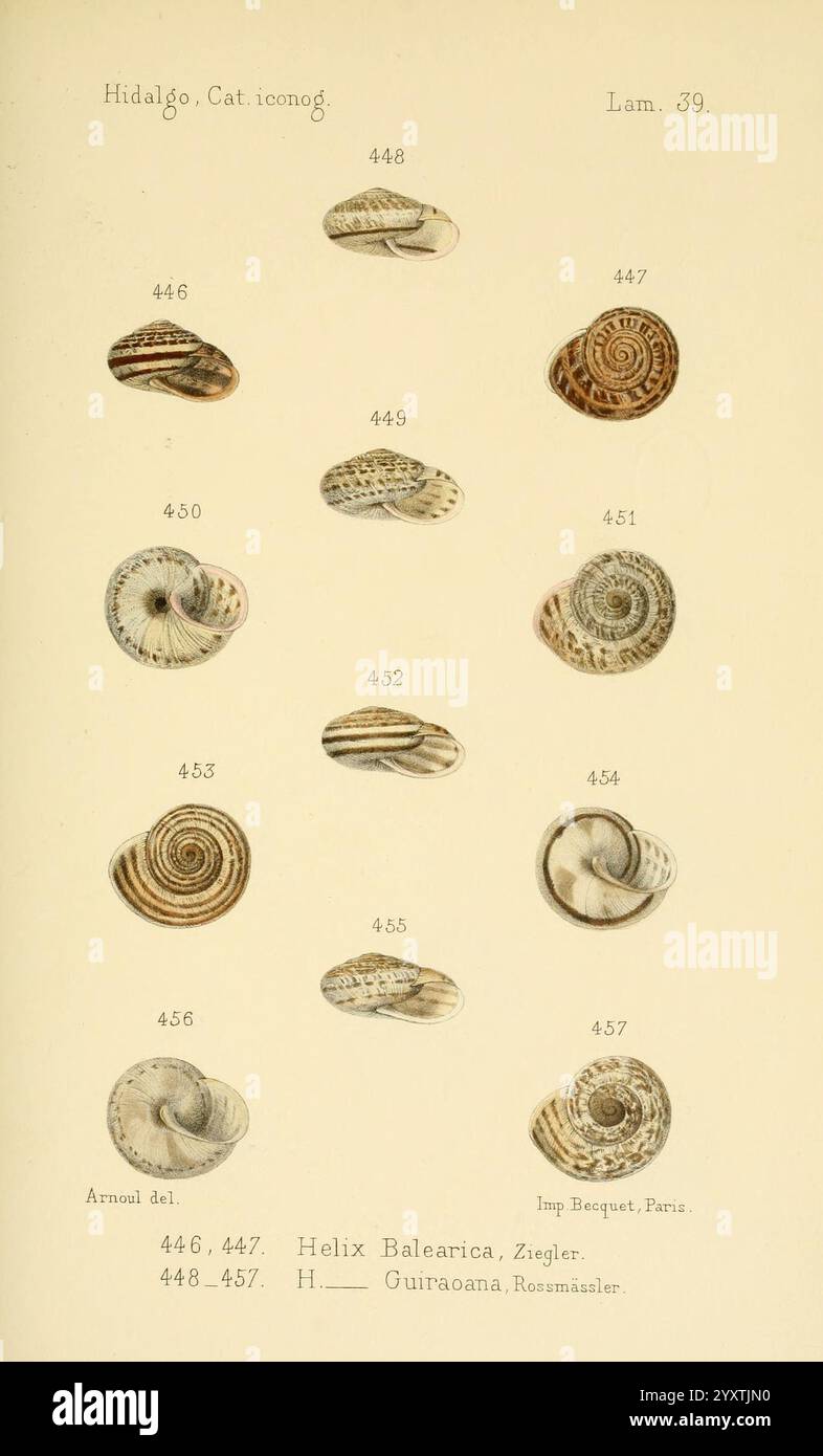 Reveal smooth contours hi-res stock photography and images - Alamy