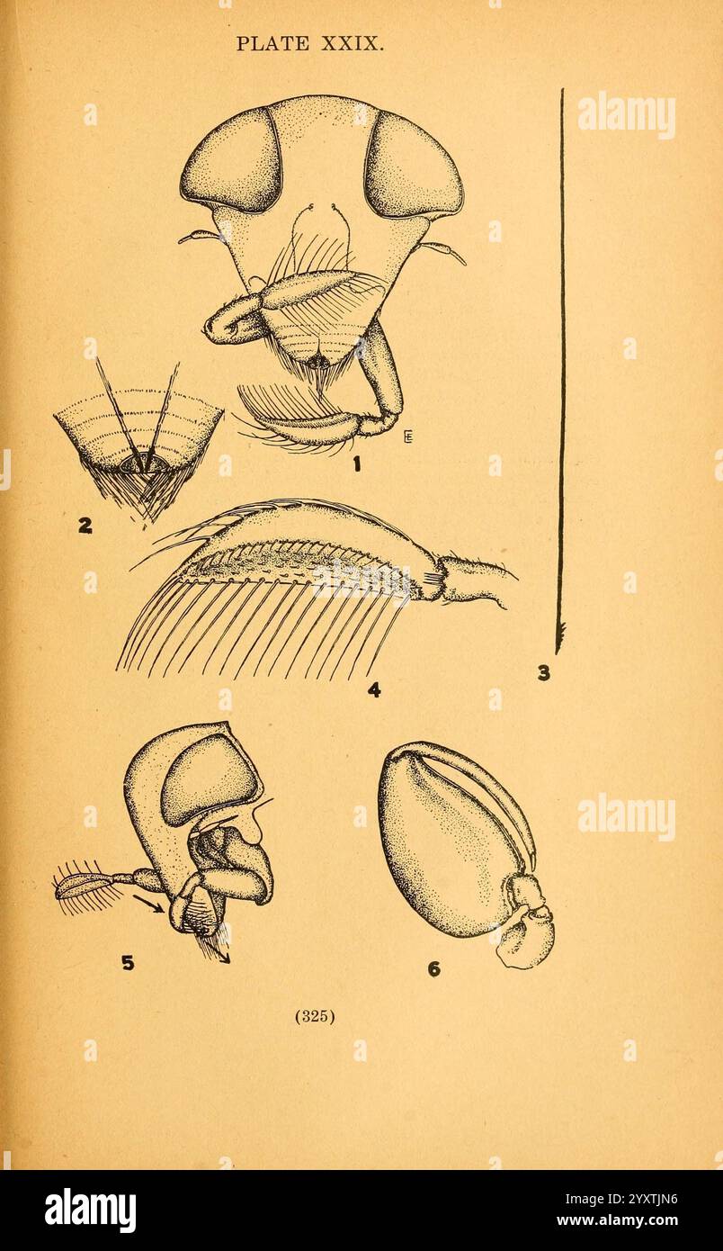 The biology and ecology of aquatic and semi-aquatic hemiptera, Lawrence ...