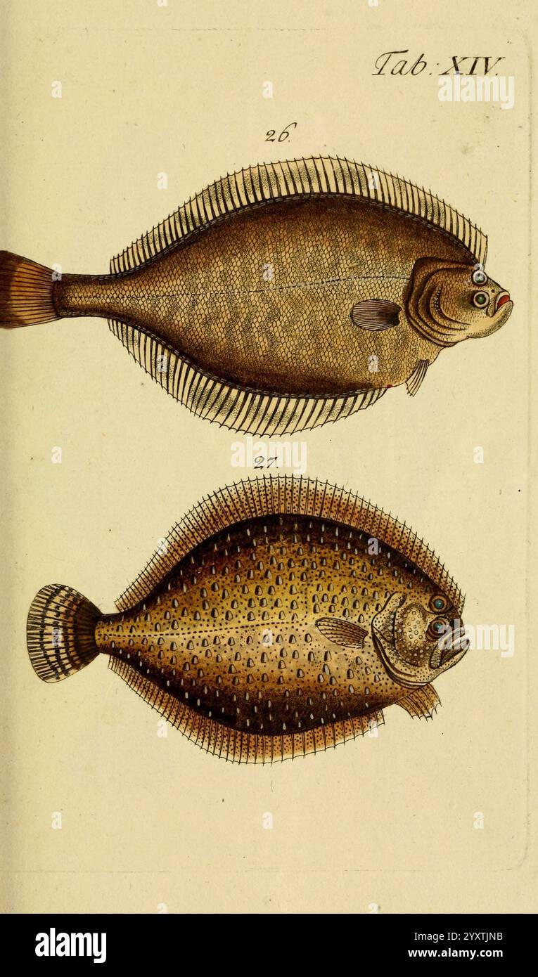 Larger flatfish hi-res stock photography and images - Alamy