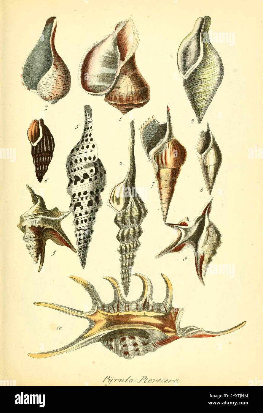 Spiked designs hi-res stock photography and images - Alamy