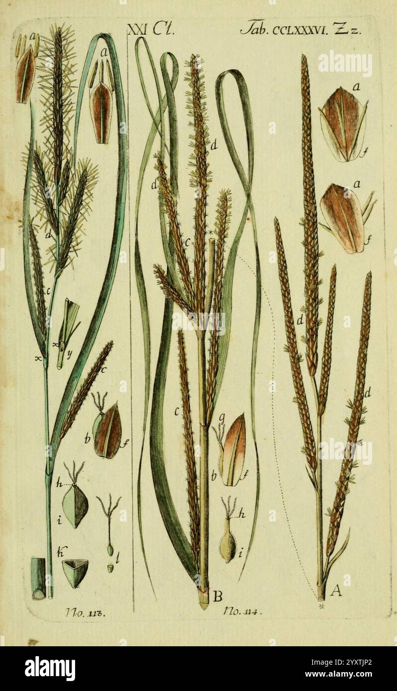Grass types depicted hi-res stock photography and images - Alamy