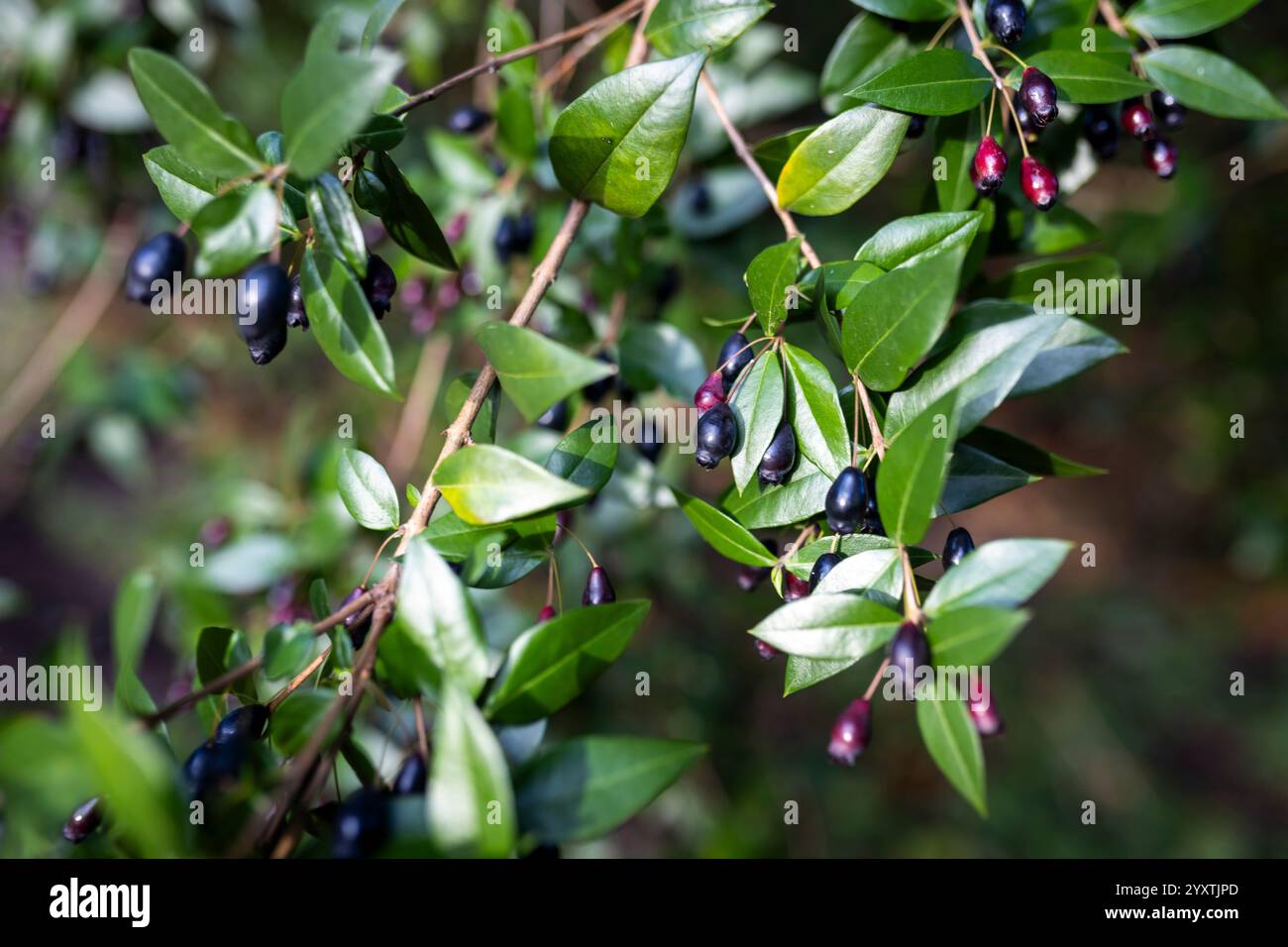 Myrtle branch hi-res stock photography and images - Alamy