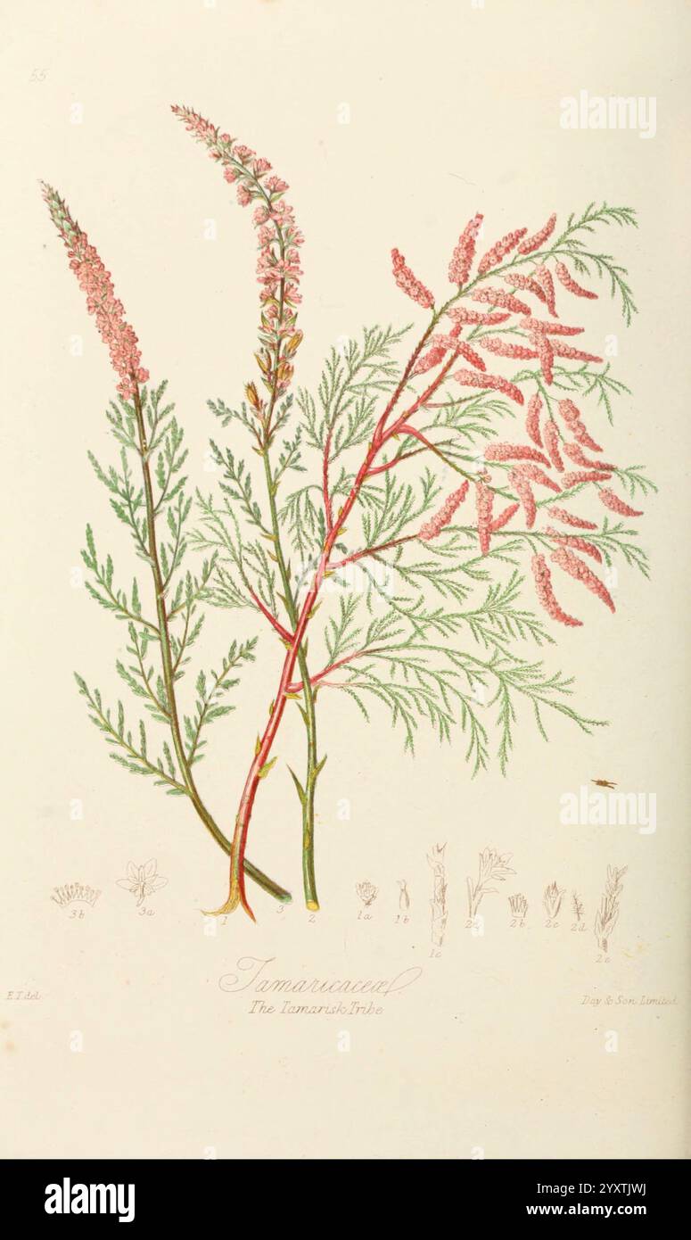 Illustrations of the Natural Orders of Plants with Groups and ...