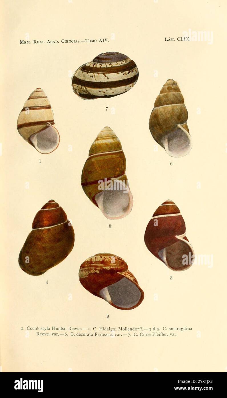 Memorias de la Real Academia de Ciencias Exactas, Físicas y Naturales ...
