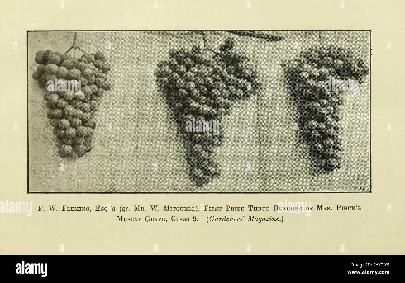 Grape exhibits hi-res stock photography and images - Alamy