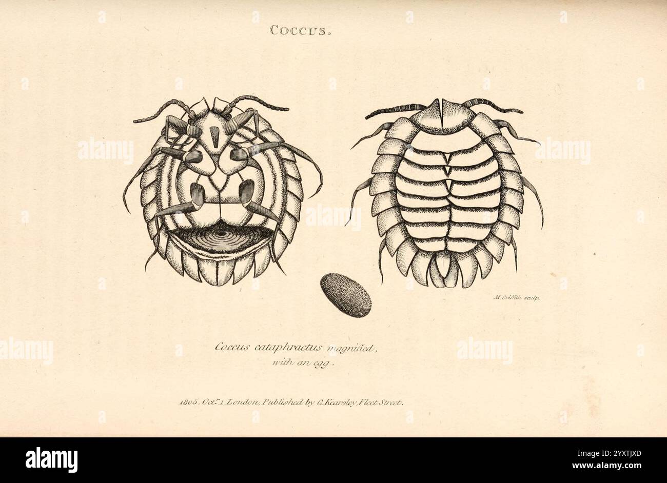 Illustration features two highly detailed depictions hi-res stock ...