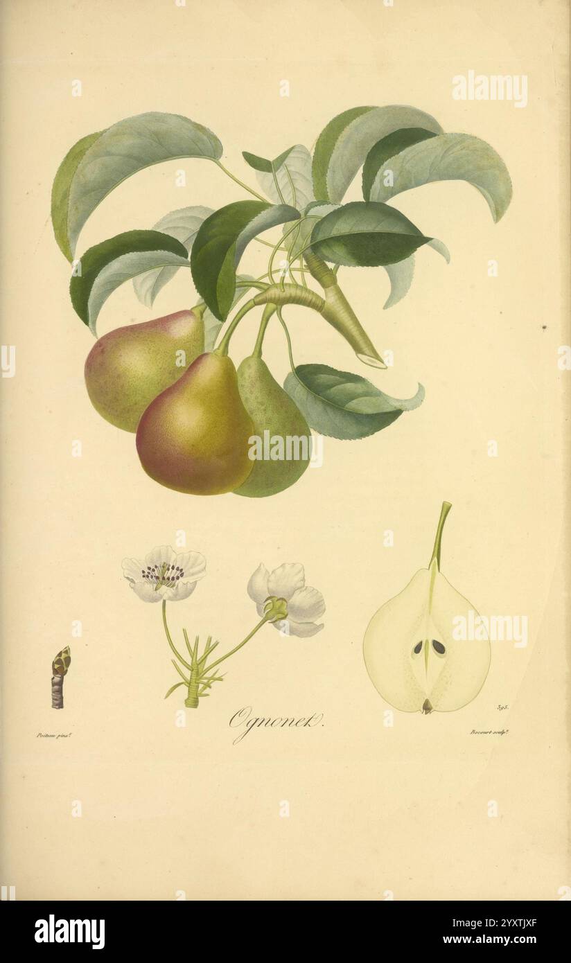 Fruit culture fruits identification plants hi-res stock photography and ...