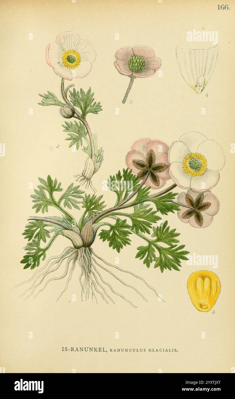 Billeder af Nordens flora, København, G.E.C. Gad, 1901-1903 [i.e. 1907 ...