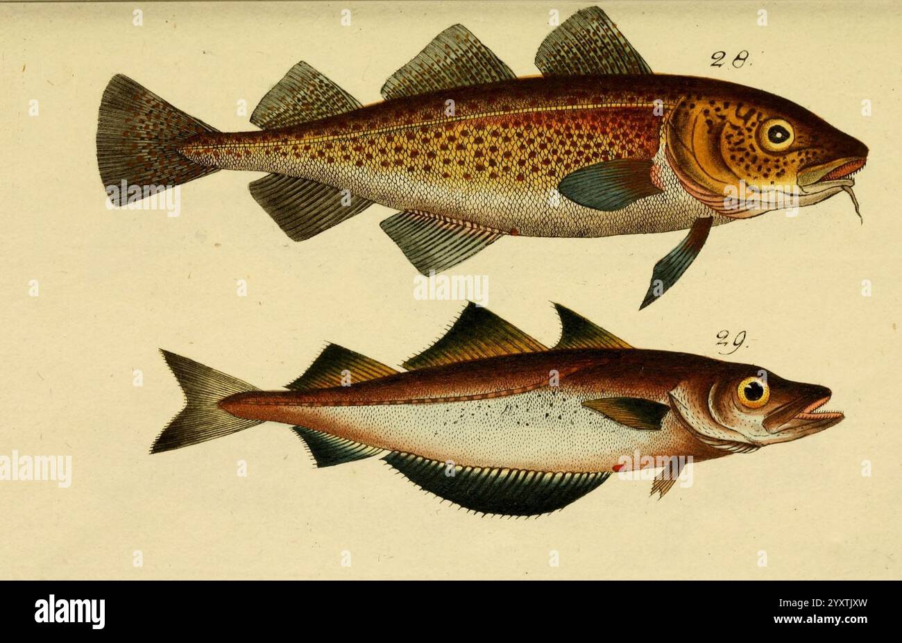 Illustration depicts two distinct fish species hi-res stock photography ...