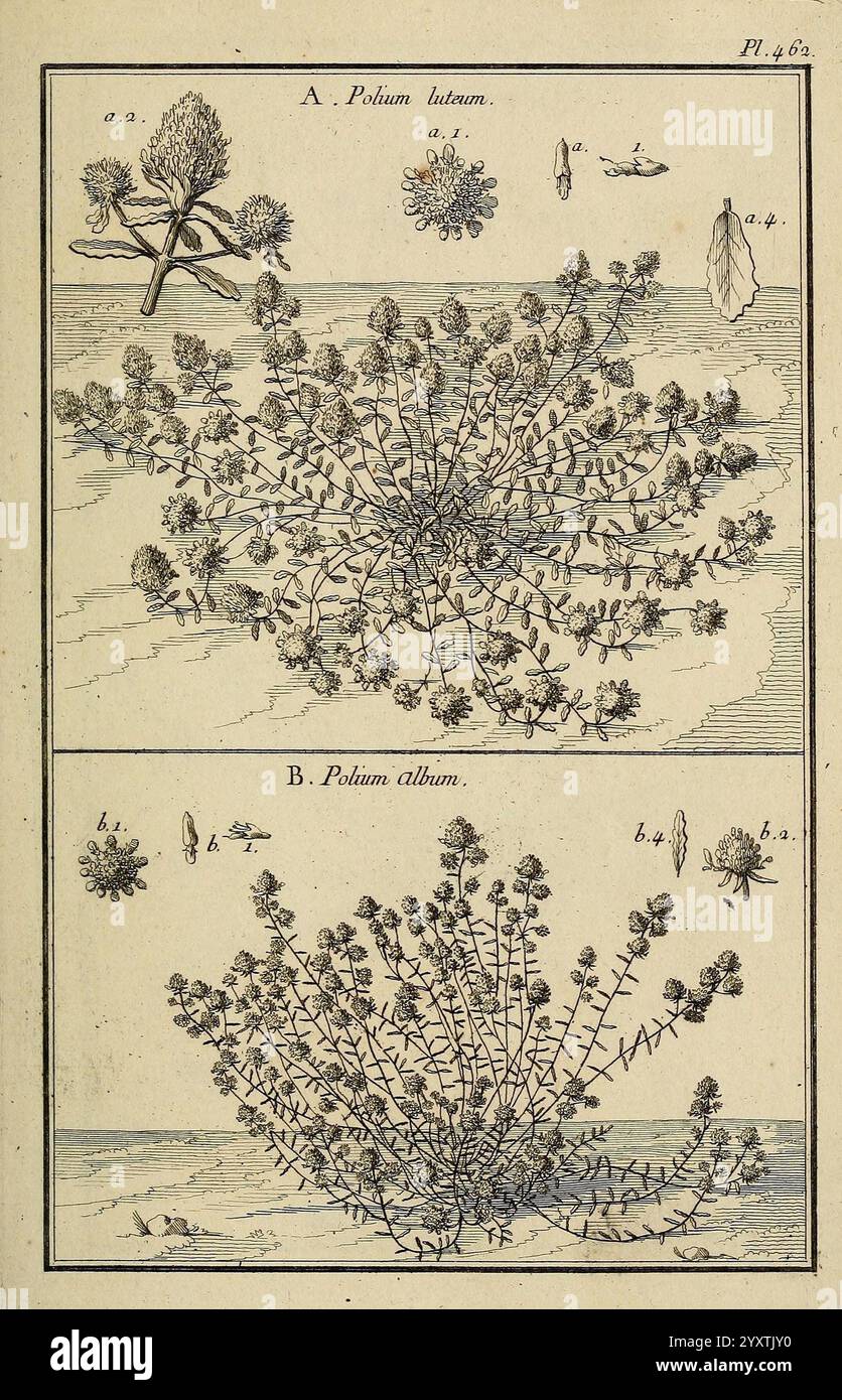 Polium luteum hi-res stock photography and images - Alamy